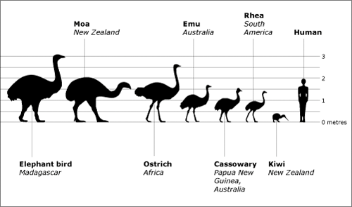 Evolutionary Vertebrate Zoology: Evoluční specialisti na planetě ...