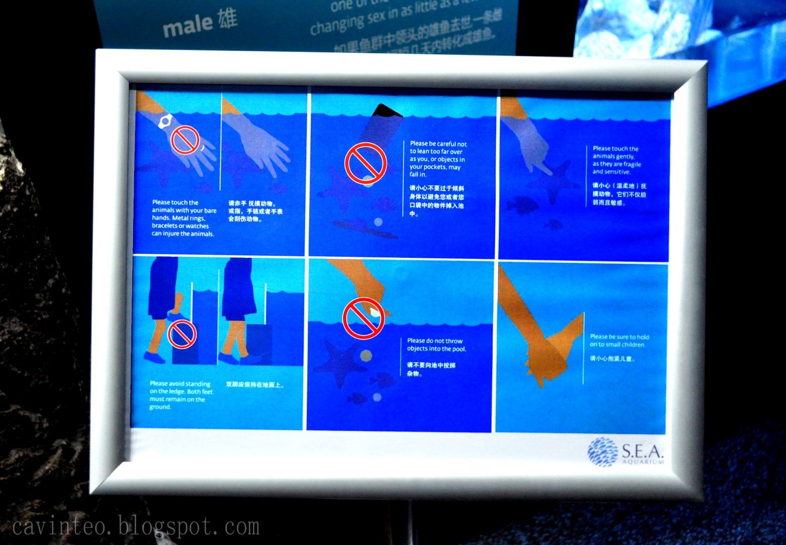 Entree Kibbles: Discovery Touch Pool @ S.E.A Aquarium [Resort World ...