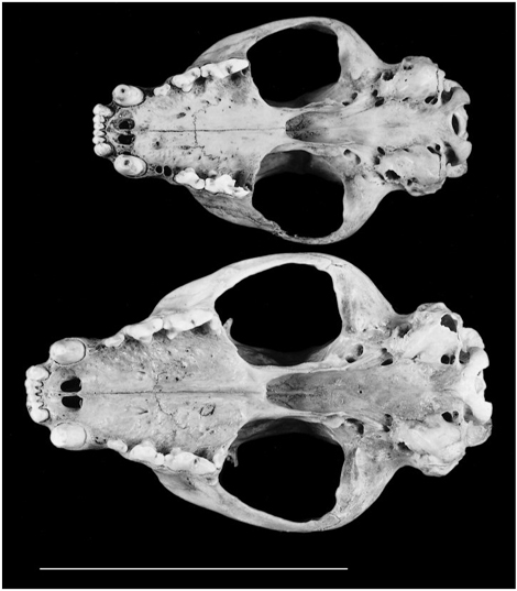 Abe's Animals: Pictures of size differences between the skulls of the ...