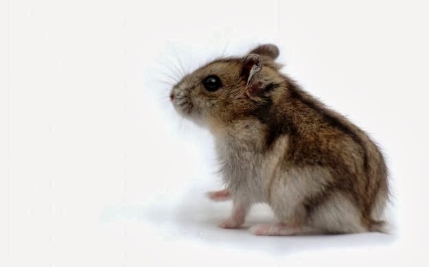 Hamister Chines animais de estimação: Hamster Chines