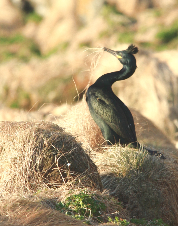 Pehmyt piirto: Hornoyan karimetsot