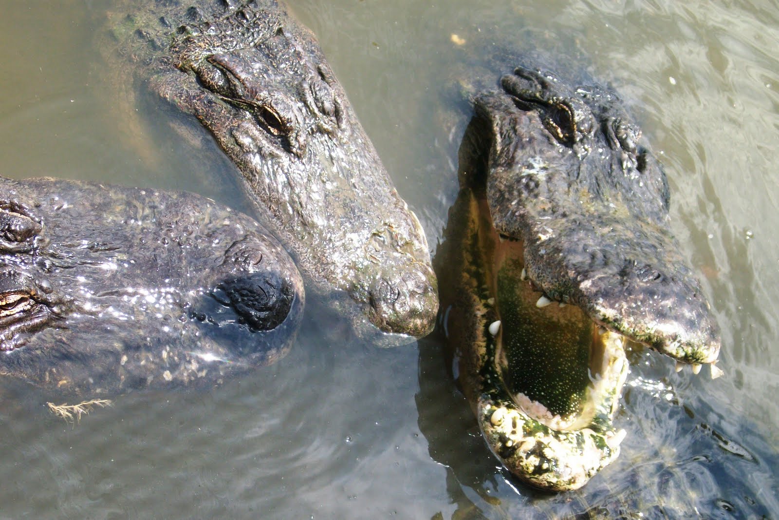 ZooZooReview: Gatorland Zoo