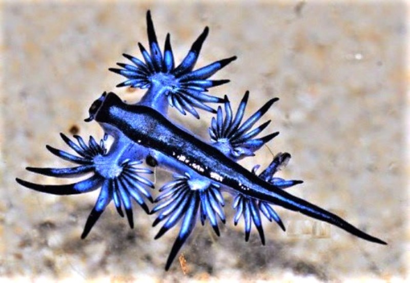 ΘΑΛΑΣΣΙΟ ΧΕΛΙΔΟΝΙ (GLAUCUS ATLANTICUS) photos - wallpapers (ανανεωμένο ...