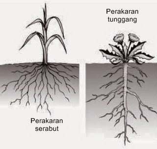 BIOLOGI TOPI BIRU: ANATOMI DAN FISIOLOGI AKAR