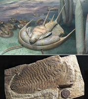 Species New to Science: [Paleontology • 2019] Redlichia rex • The ...