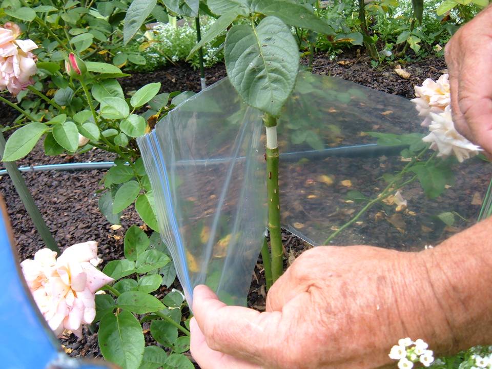 The Minnesota Rose Gardener: Propagating Roses by Air Layering- North ...