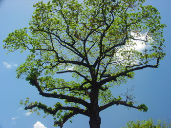 SEYILAABE HTKM: La chronique du mardi au jardin botanique: le badamier