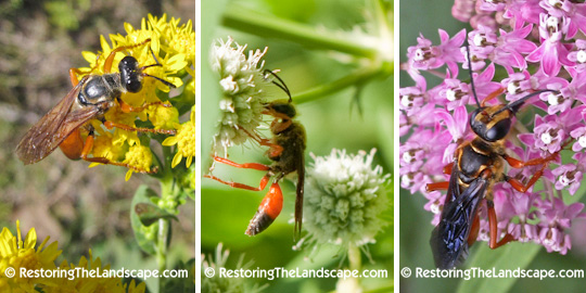 Restoring The Landscape With Native Plants: Insect Diversity ...