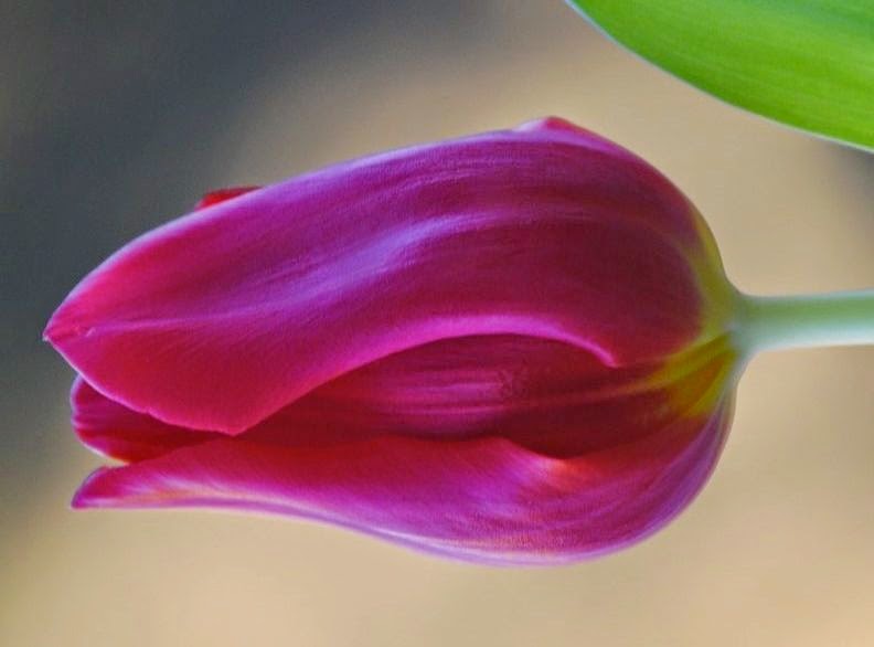 Mark Wadsworth: Toolips