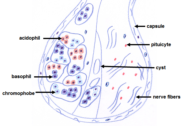 Endocrine System