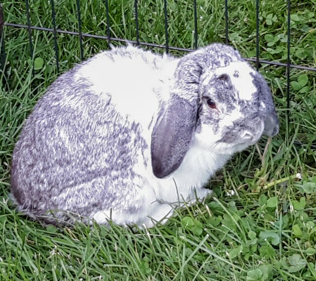Disapproving Bun: Tibbles