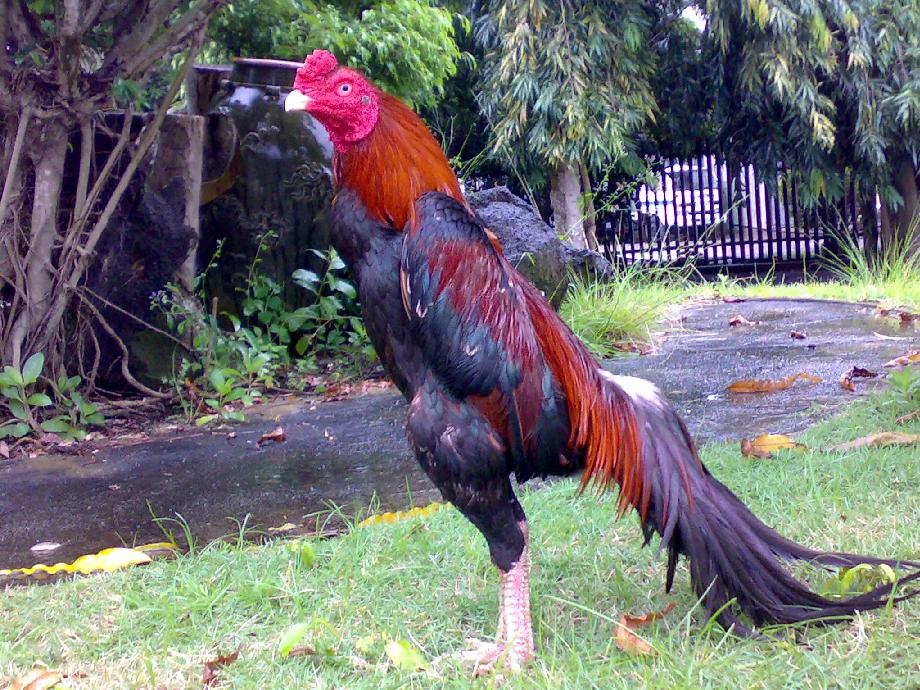 KING GHAZI: PAKISTANI ASEEL