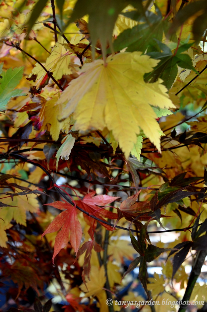 MySecretGarden: Japanese Maples. Picture Gallery