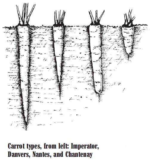 Carrots - All Shapes and Colours!