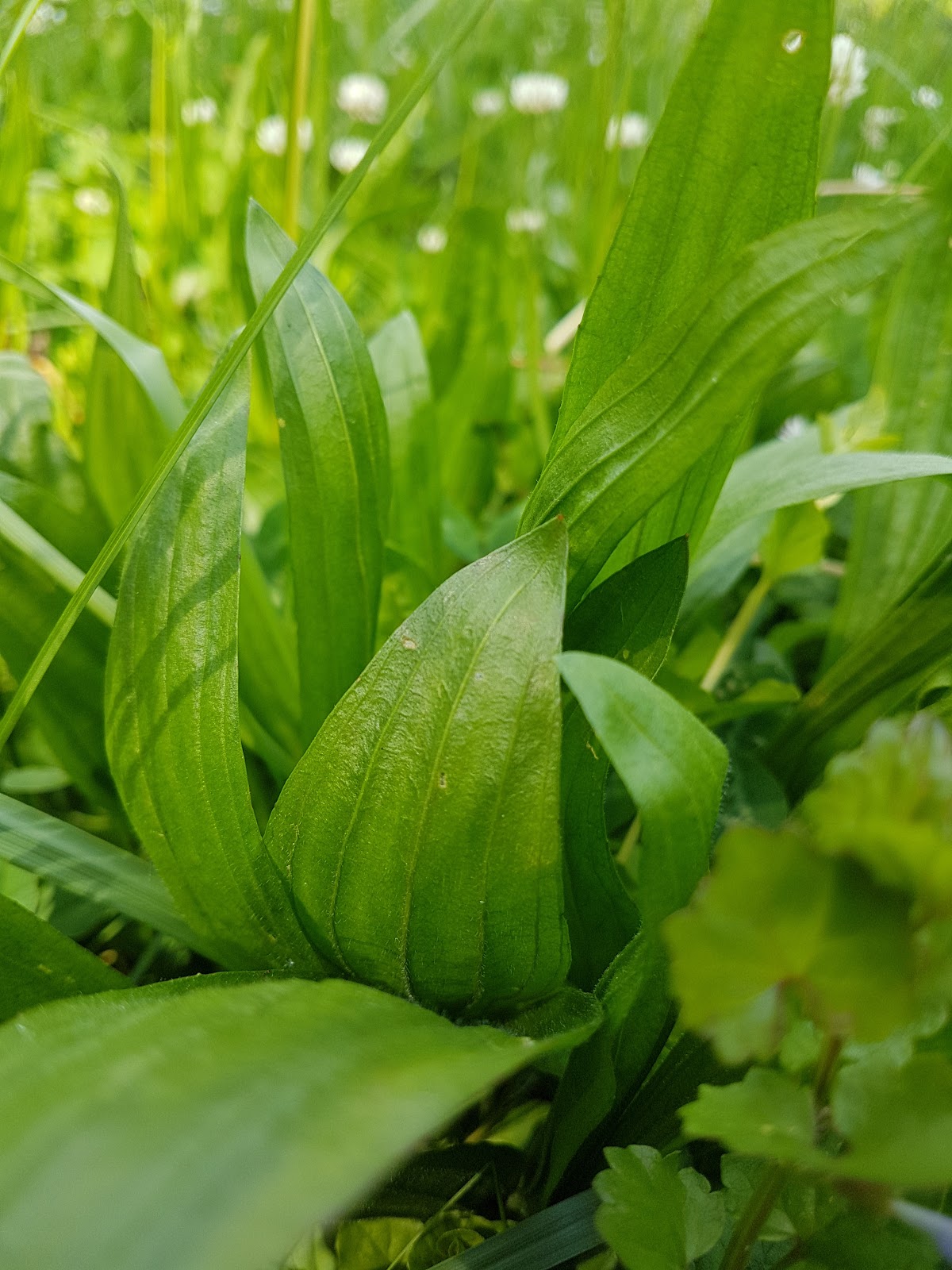 Trputac (Plantago lanceolata) - dar prirode čovječanstvu
