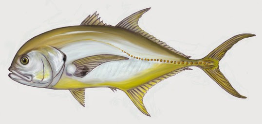 Mundo do Pescador: Peixe-Xaréu