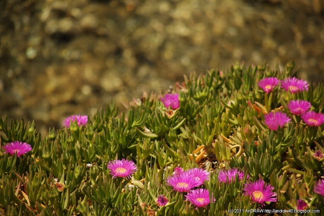 despre viata prin fotografie: despre maci si alte flori