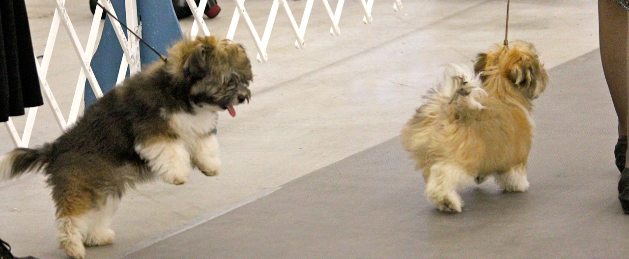 To Dog With Love: Young Pups Learn the Show Dog Ropes in AKC 4 to 6 ...
