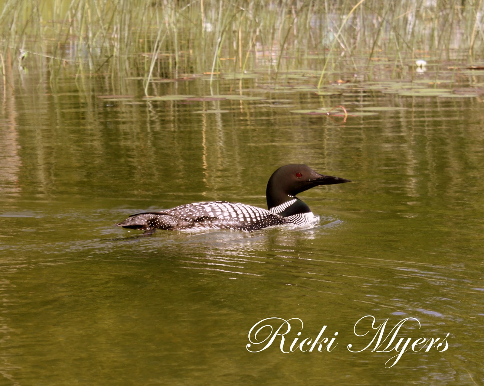 Michigan Loonwatch and MLPA