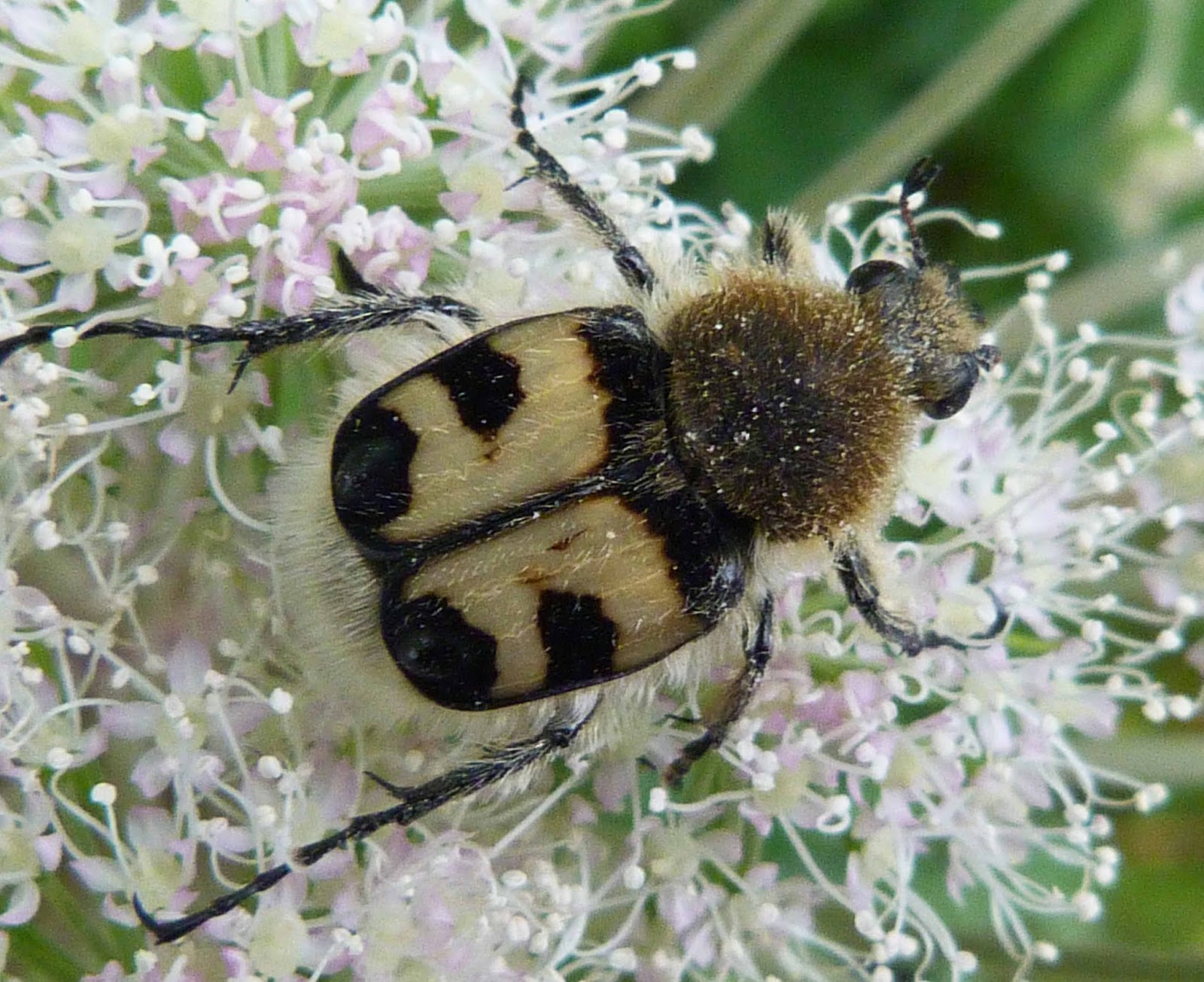 Insects of Scotland: Other Beetles