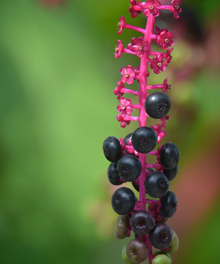 Pokeweed Berries