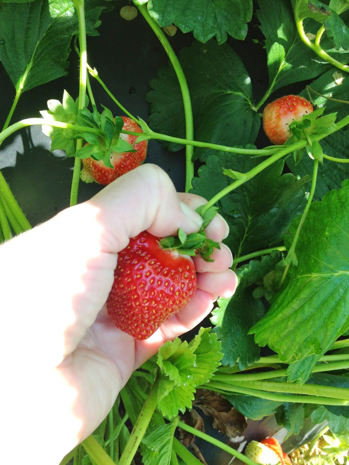 Bonz Blogz: Strawberry picking 2014