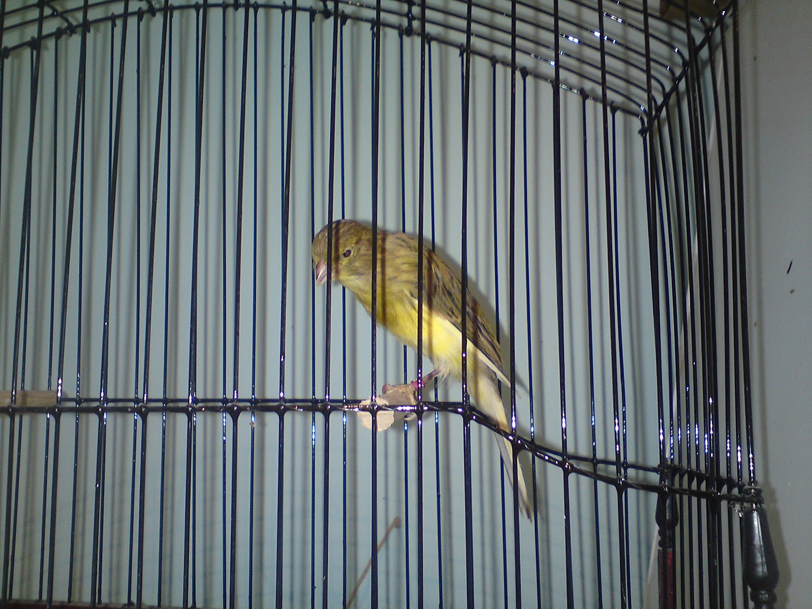 a scotch fancy canary blog