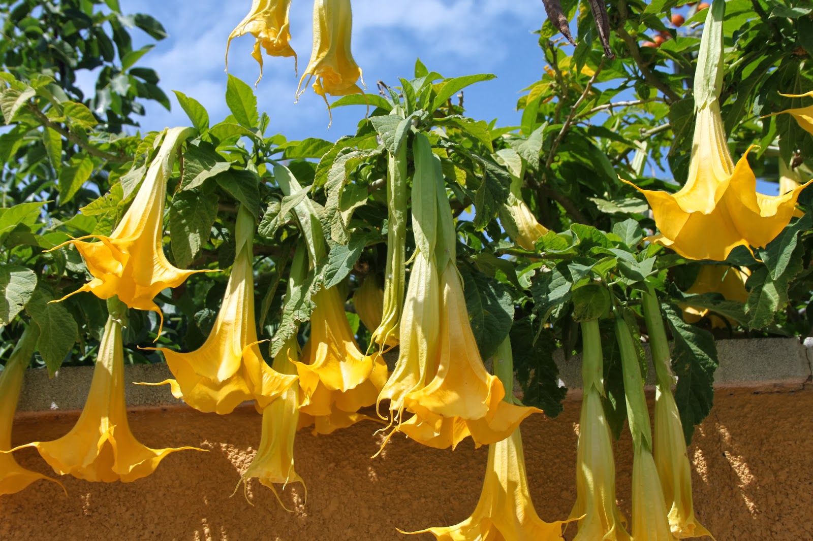 BRUGMANSIA X CANDIDA. floripóndio.