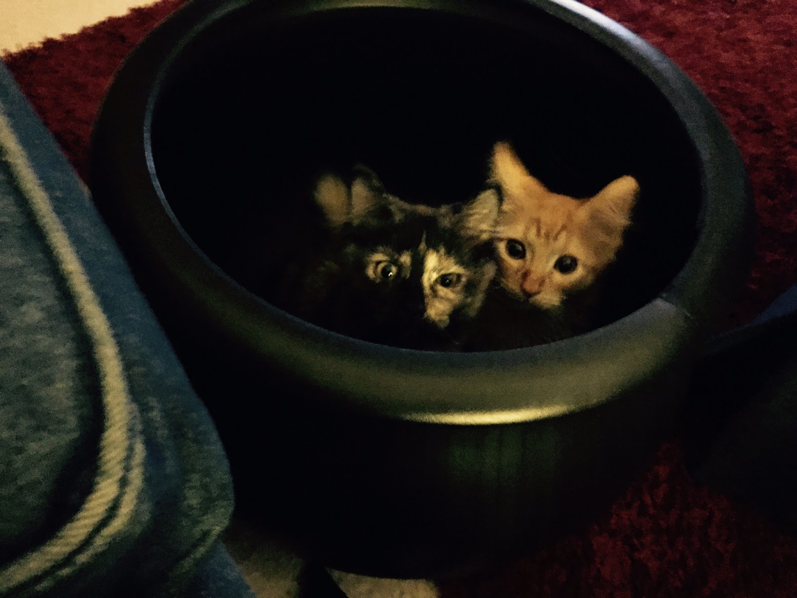 As the World Purrs: How to Make a Witch's Cauldron Cat Bed