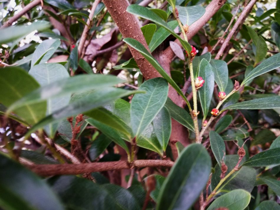 Future Plants by Randy Stewart: Isu Tree