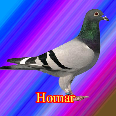 কবুতরের বিভিন্ন জাত