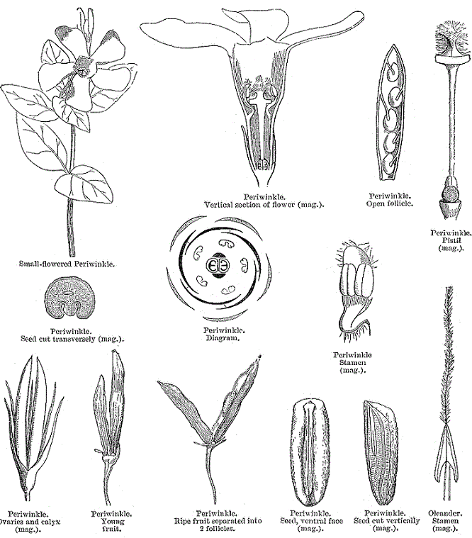 Apocináceas ~ PLANTUKIS