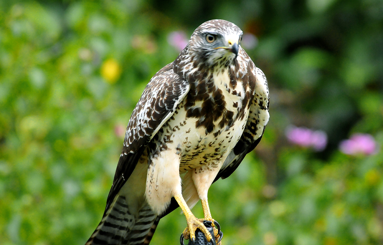 Jozef van der Heijden - Natuurfotografie: De Buizerd vol in de lens