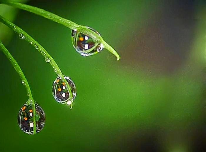 Manfaat Embun Pagi bagi Kesehatan