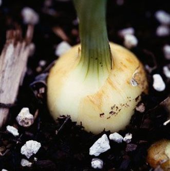 Caule | Tipos de Caule