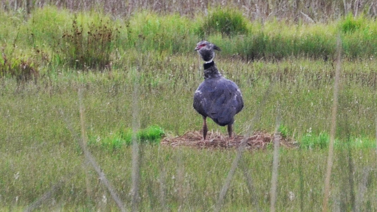 Aves de La Floresta: Chajá
