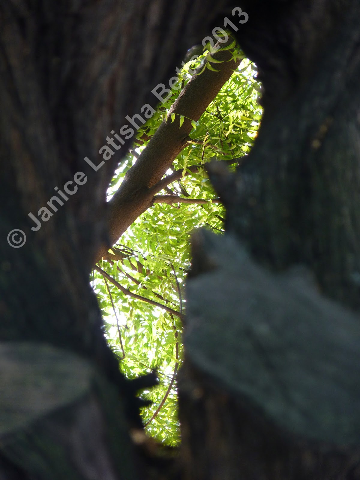 Janice Latisha Betts