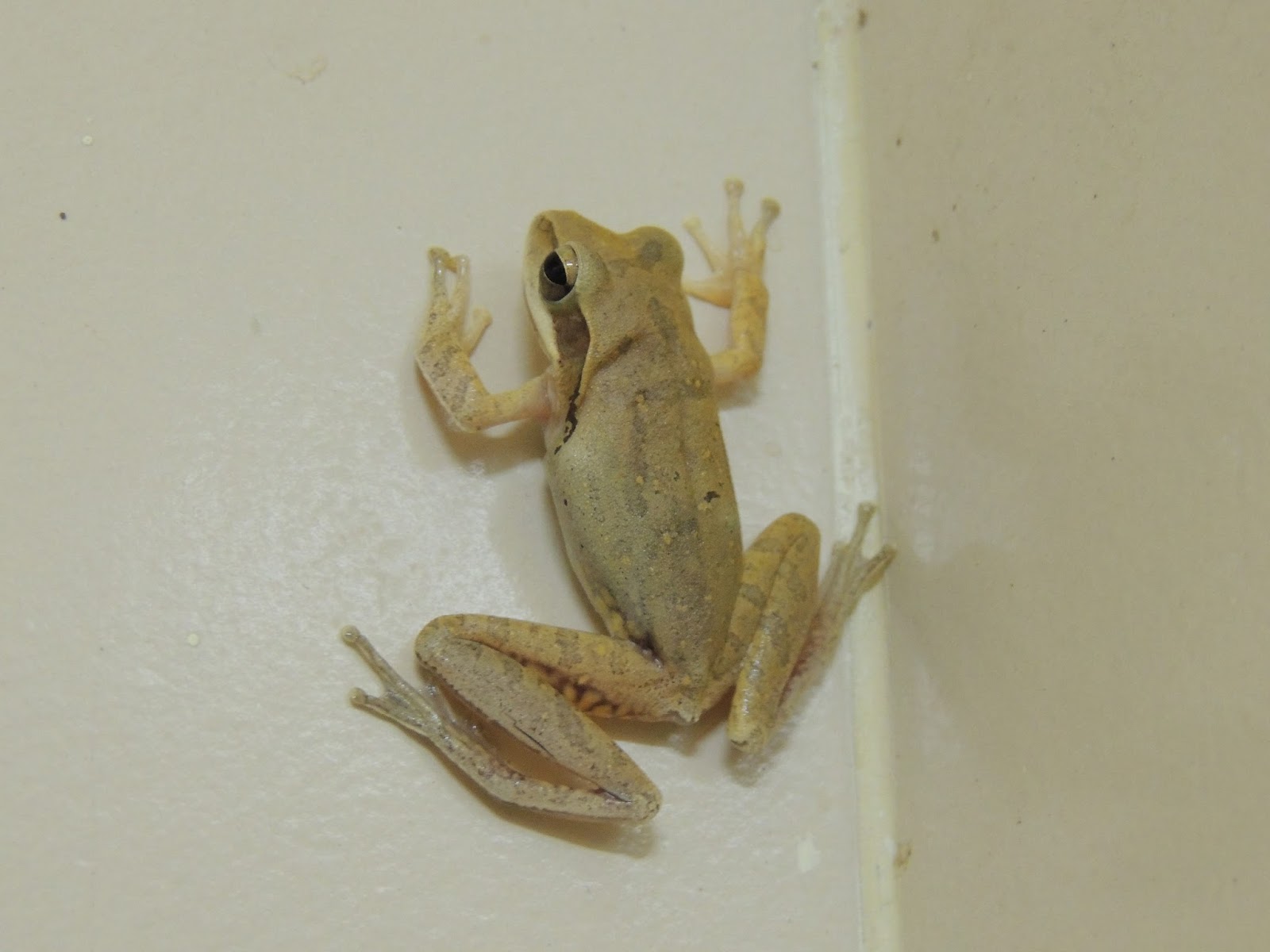 Dera's bio-diversity: Common Indian Tree Frog
