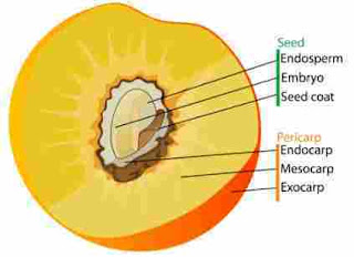 STRUKTUR DAN FUNGSI BUAH DAN BIJI