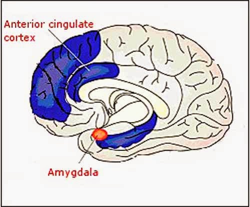 Anterior Cingulate Cortex