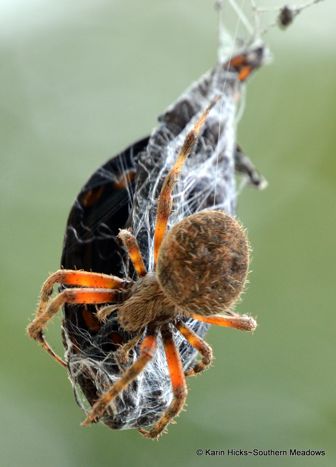Orb Weaver Spiders