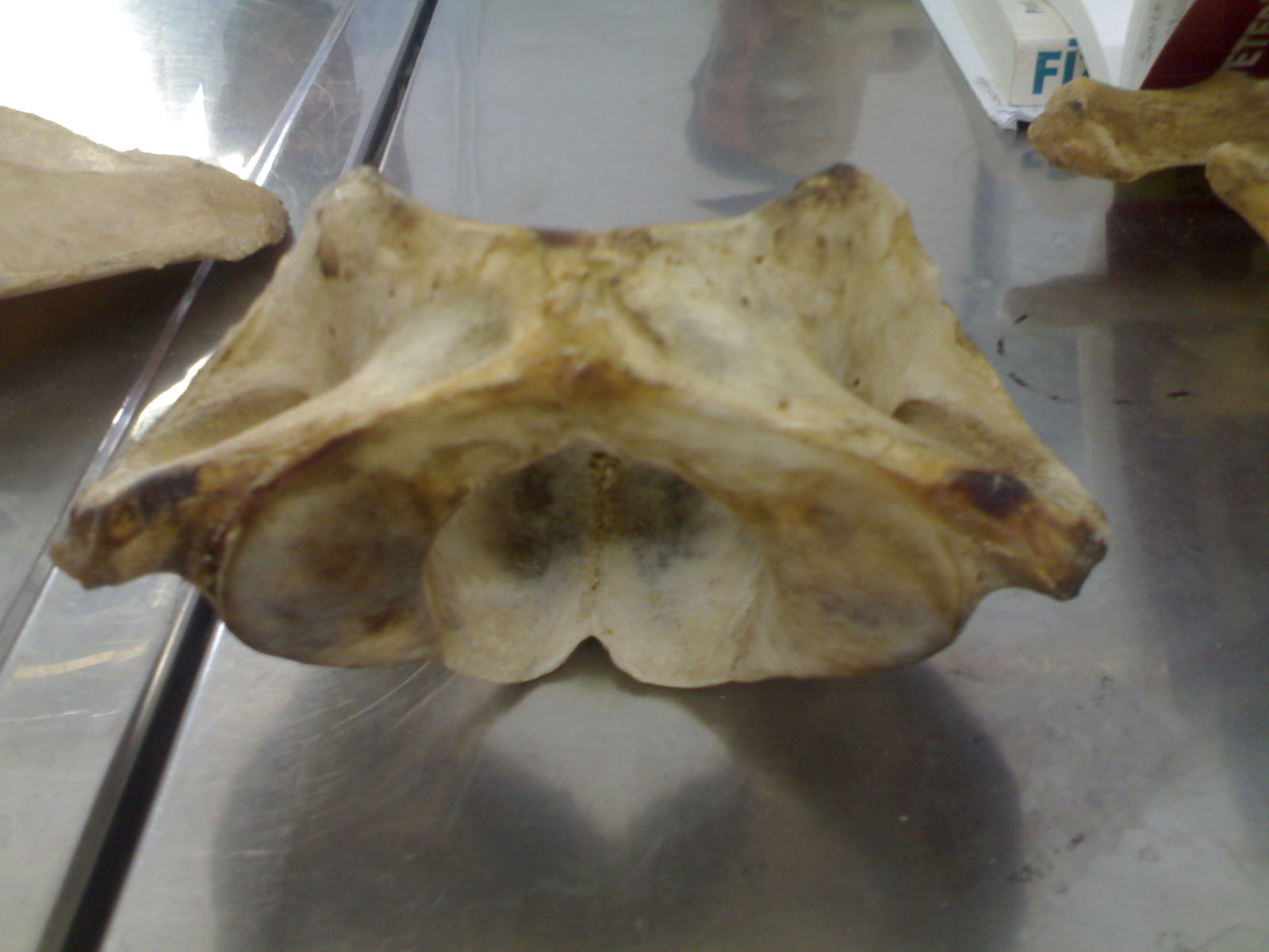 VETERİNER HAYVAN SAĞLIĞI HAKKINDA FAYDALI BİLGİLER: ANATOMİ KEMİK RESİMLERİ