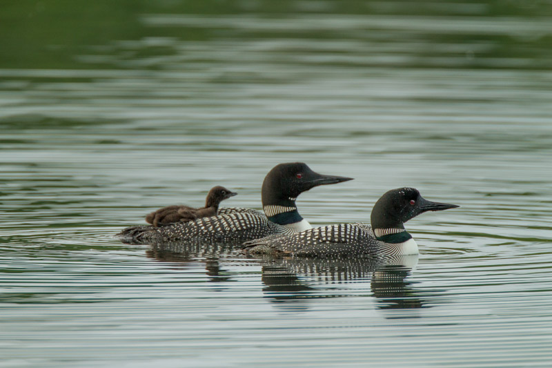 "How to Discuss Paint Colors with your Wife" and Other Stories ...