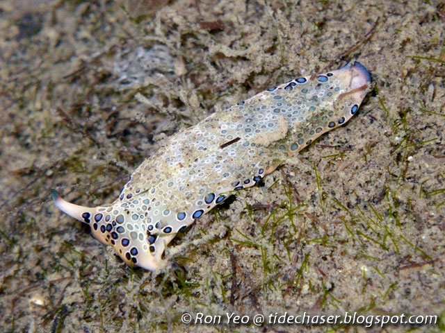 tHE tiDE cHAsER: Sap-sucking Slugs (Phylum Mollusca: Clade Sacoglossa ...