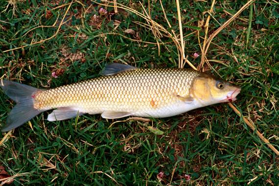 Pescando en la jarilla, (Casas de Belvís de Monroy): BARBO COMÚN