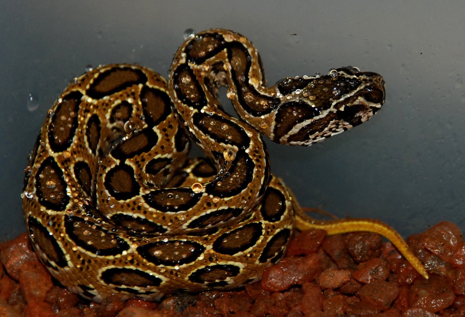 The Frog Prince: Captive Care of the Russell's Viper (Daboia russelii)