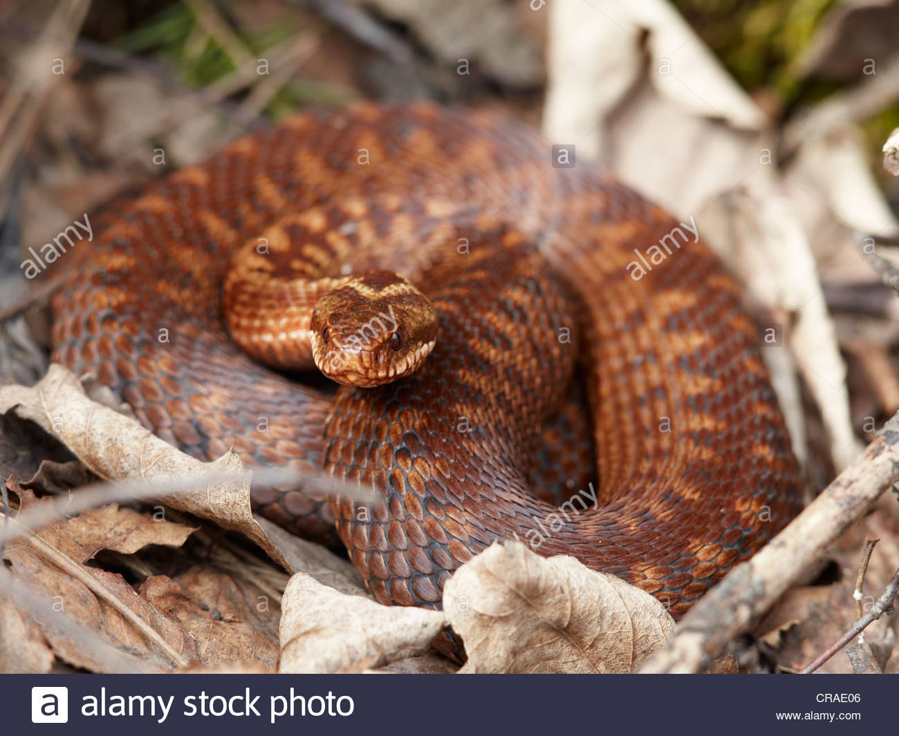 Shadows in the Mist: The Quest for a Historical King Arthur: Red and ...