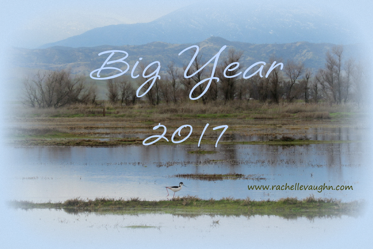 Wings and Daydreams: Big Year 2017