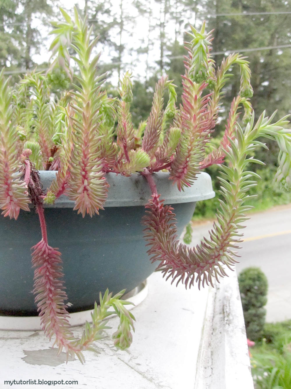 Week One of CPE II : Behind Mytutorlist.com