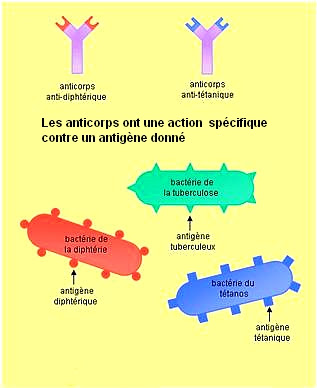 Les petits curieux: Anticorps et réaction spécifique